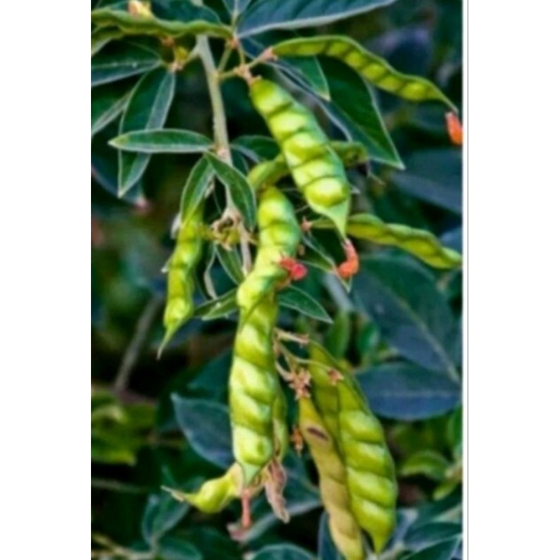 Kardis white/brown seeds/ kadyos seeds/pigeon pea/brown/white kadyos ...