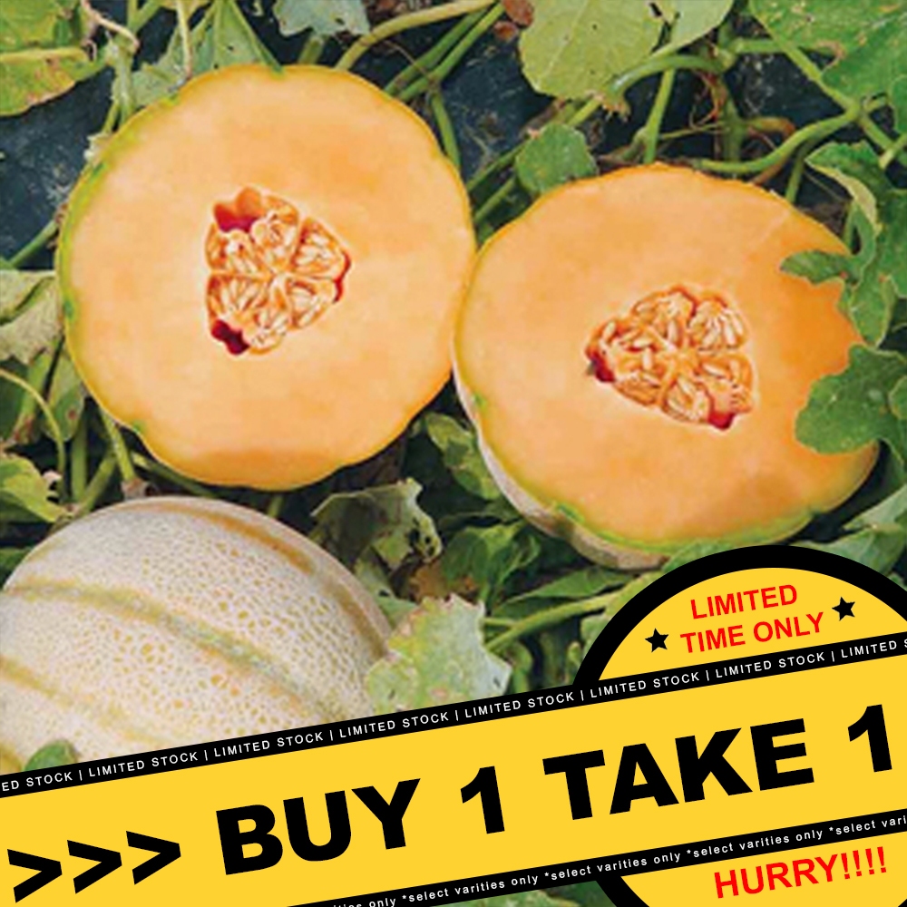 Japanese Melon Seeds - Hales Best Jumbo - Heirloom Melon Seeds Hales ...