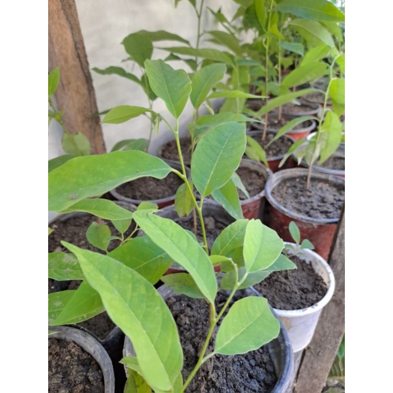 Atis tree in nursery pots | Shopee Philippines