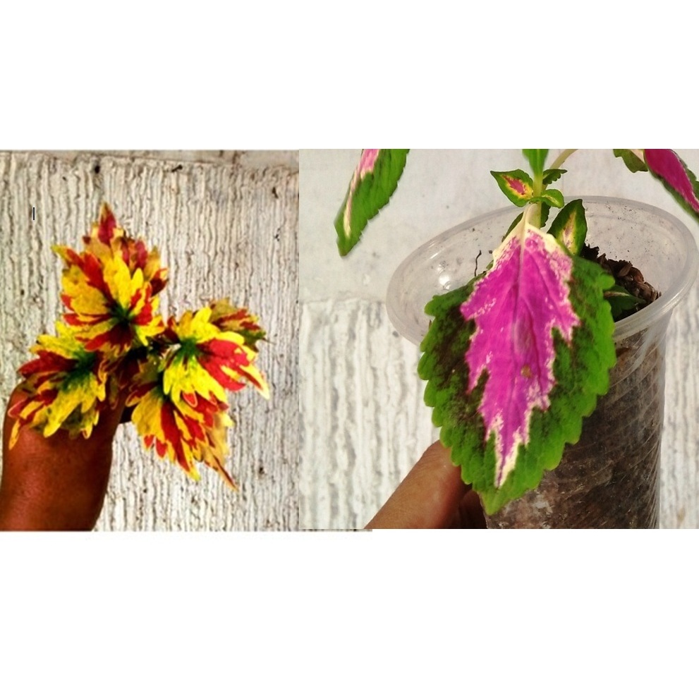 Mayana Coleus Varieties live Plant | Shopee Philippines