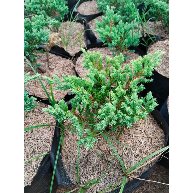 Juniper Live Plant bonsai ‼️Buy 5 + 1 FREE‼️ | Shopee Philippines