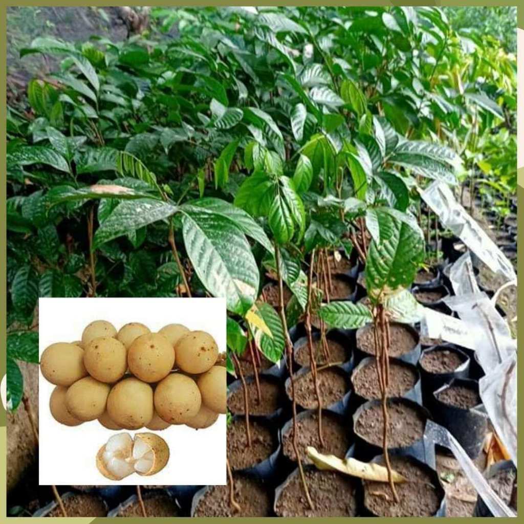LANZONES GRAFTED Seedlings | Shopee Philippines