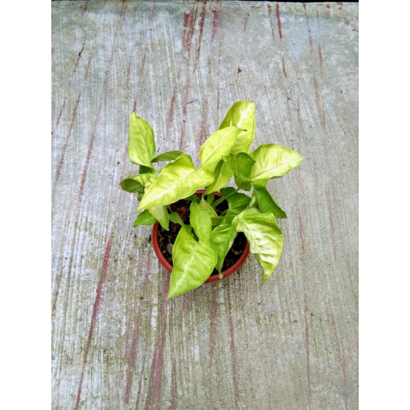 Syngonium Golden Allusion, live plant | Shopee Philippines