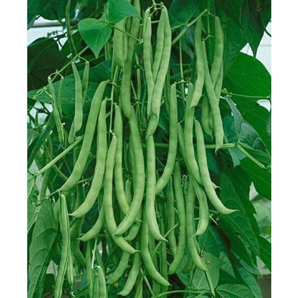 Baguio Beans Seeds for Planting (20 Seed) - Snap Beans / Green Beans ...