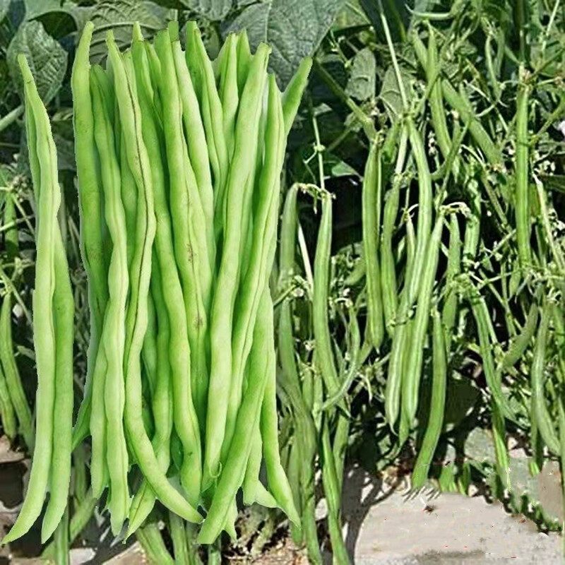Baguio Beans Seeds | (20seeds) Baguio Beans | Vegetables seeds | French ...