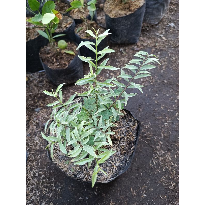 JAPANESE SUAMIE/SHU MEI/SILVER SUAMEI (small size) (LIVE PLANTS ...