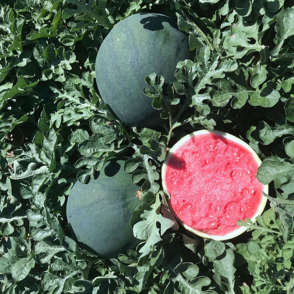 Watermelon Seeds for Planting Vegetable Plants (F1 Pakwan Melon 20 Seed ...