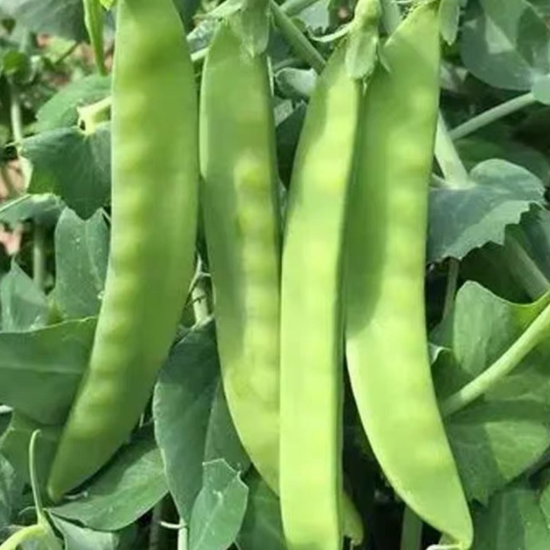 GA/CHICHARO/SITSARO SEED/SWEET PEA SEEDS (20 seed)/HIGH YIELD/Snow pea ...