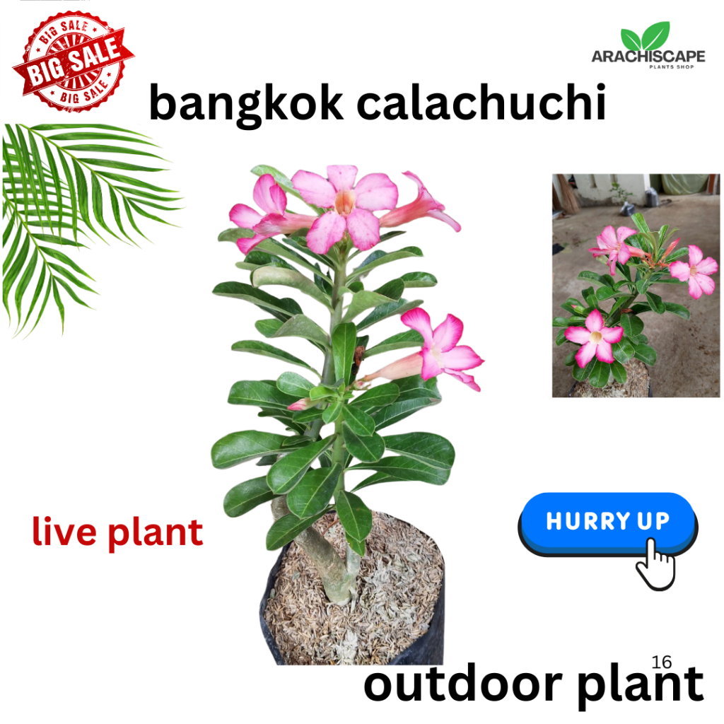 live bangkok calachuchi,outdoor plants 10-18inchs tall bonzai plant ...