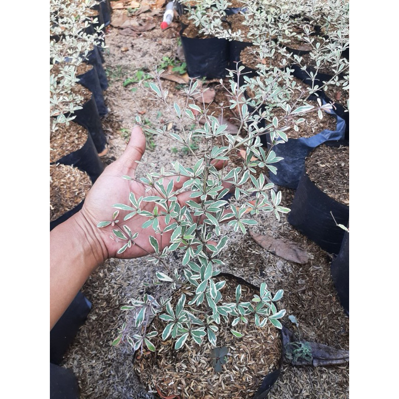 african talisay plants - Best Prices and Online Promos - May 2026 ...