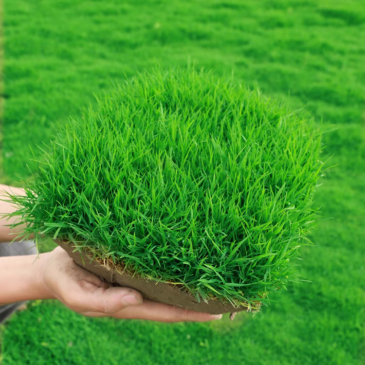 Bermuda Grass Seeds (Fresh 2000pcs Seeds) Grass Seeds / Lawn Seeds ...