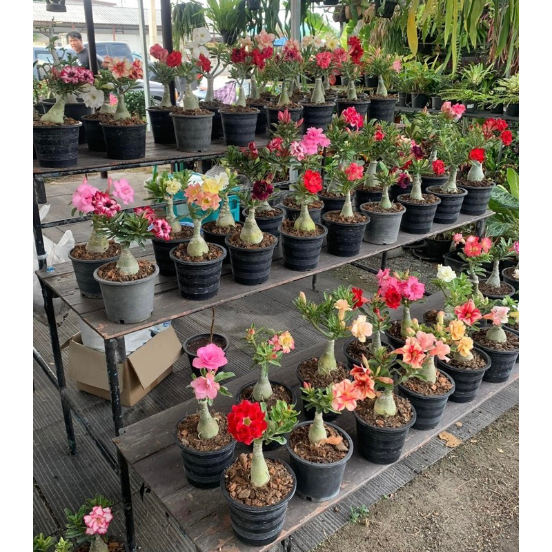 RARE GRAFTED ADENIUM TRIPLE PETALS | Shopee Philippines