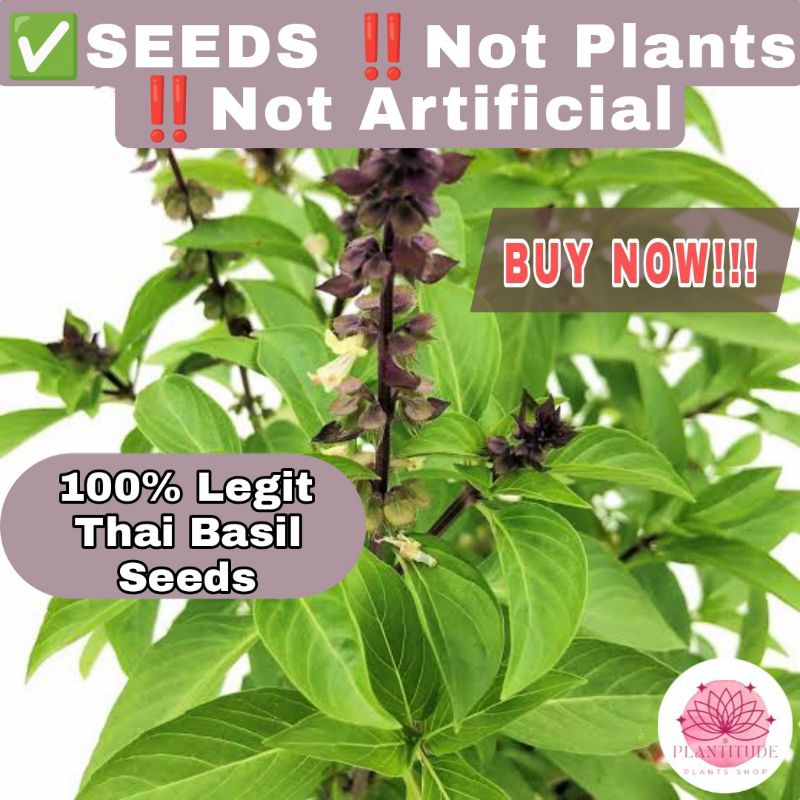 Thai Basil Authentic 100% Seeds, Not bulbs, Not Plant, Not Seedling ...