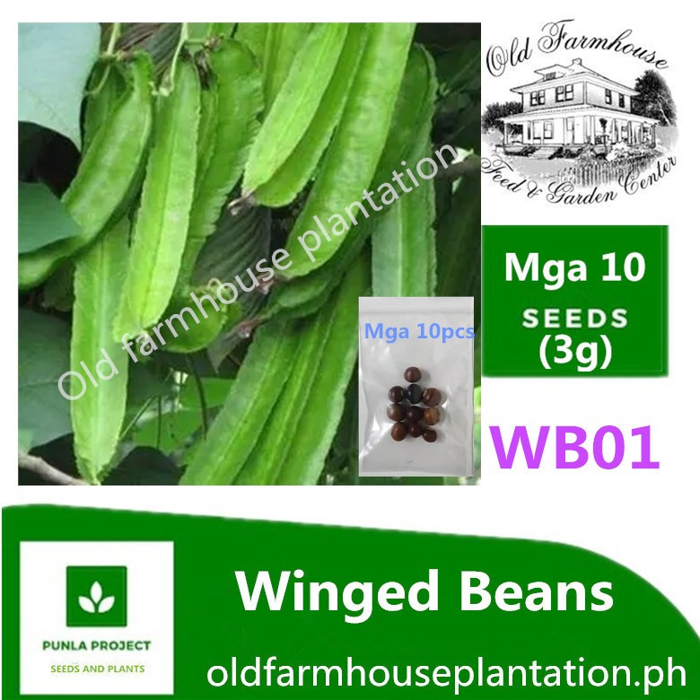 10PCS Organic Winged Beans Sigarilyas Vegetable Seeds Non GMO Garden ...
