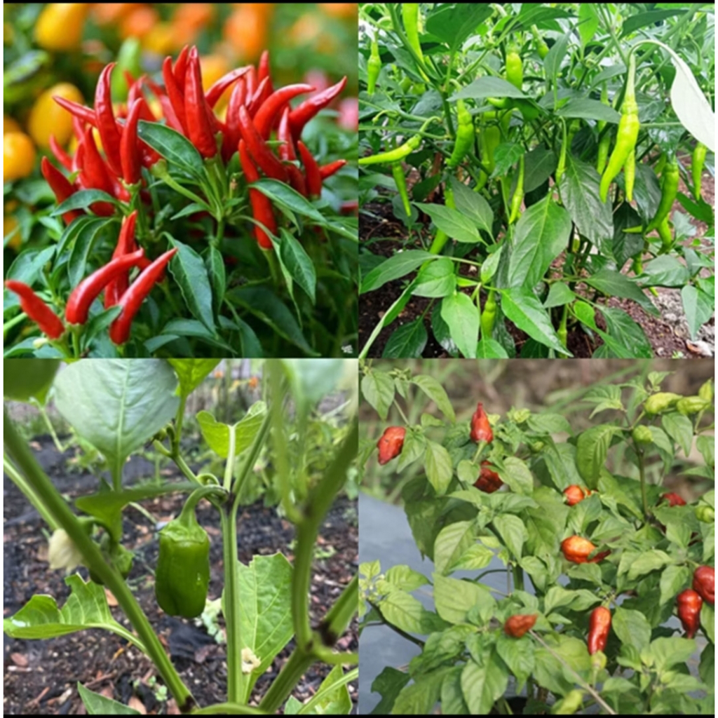 99 PESOS Sili Labuyo/Panigang/Korean/Bell Pepper/Demonyo (VEGETABLE ...