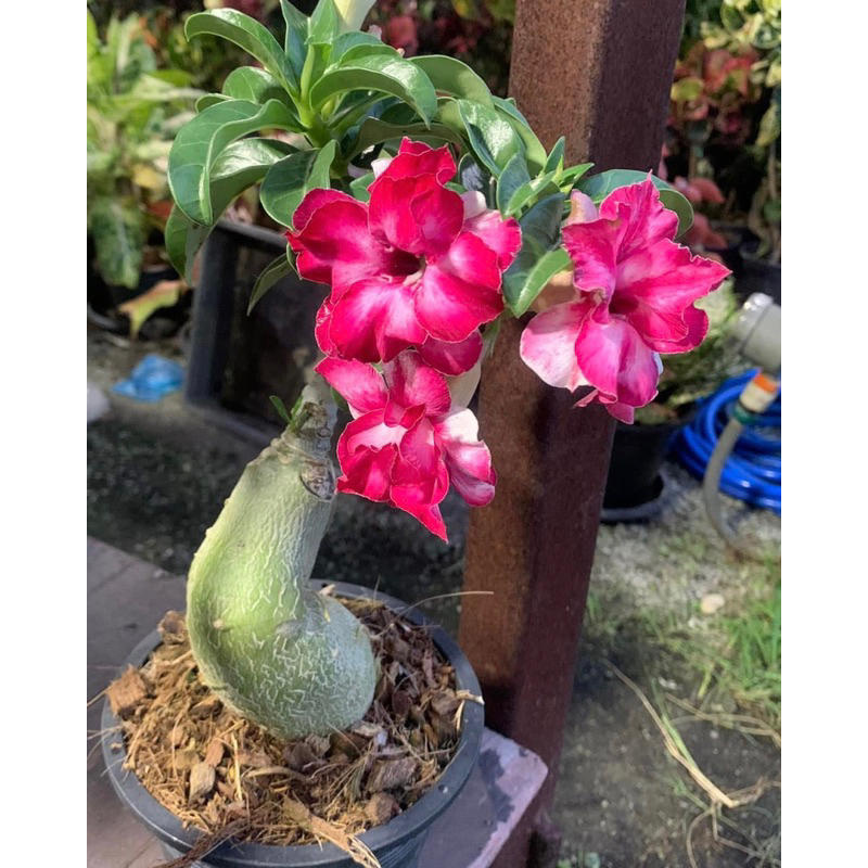 4+1 MIXED COLORS TRIPLE PETALS GRAFTED ADENIUM | Shopee Philippines