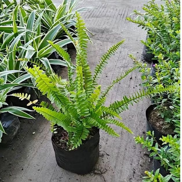 Variegated Boston Tiger Fern (pako) | Shopee Philippines