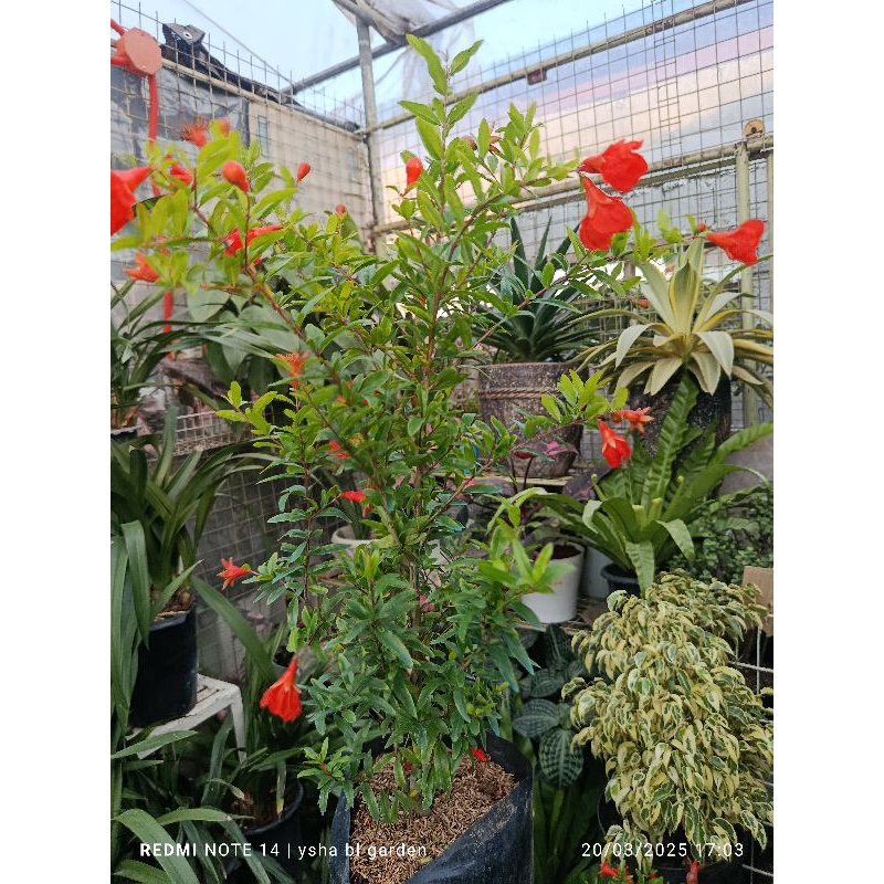 fruiting pomegranate or Granada tree collection | Shopee Philippines