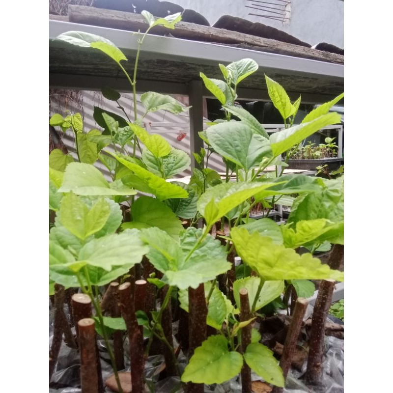 3+1 FREE ROOTED NA MULBERRY ILLINOIS MATAMIS ANG BUNGA GAMOT SA CANCER ...