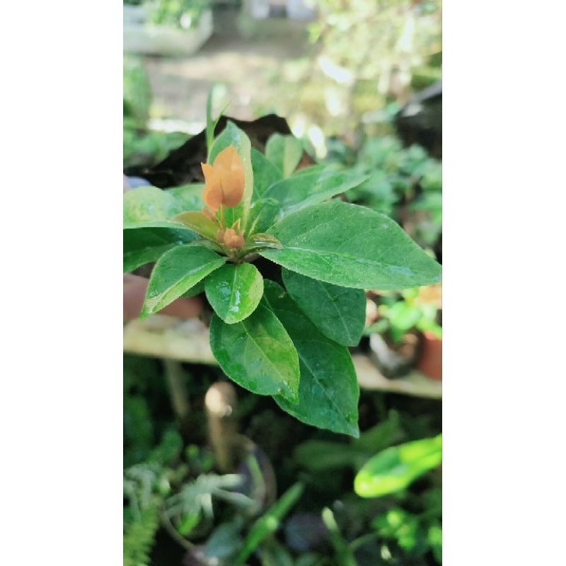 Bougainvillea Orange small size with buds | Shopee Philippines