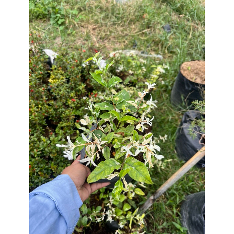 Rare Variegated Suamei /Water Jasmine Outdoor Plant (Established ...