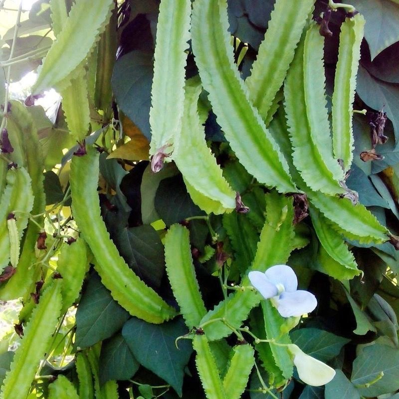 (5 seeds)WINGED BEAN/SIGARILYAS SEEDS-Vegetable seed | Shopee Philippines