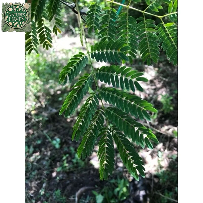 Fresh dahon ng ipil-ipil (1 kilo) *FOR LUZON BUYERS ONLY | Shopee ...