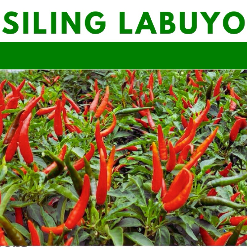 SILI LABUYO Pinatubo F1 vegetables repacked seeds gardening | Shopee ...