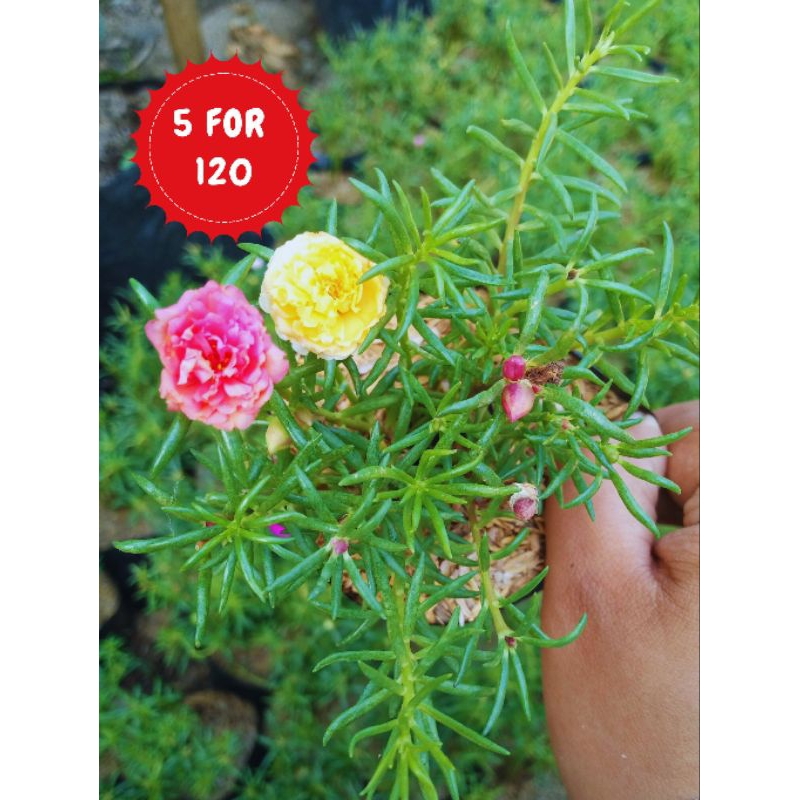 VIETNAM ROSE/ALEMBONG PLANTS(5 for 120) (LIVE PLANTS) | Shopee Philippines