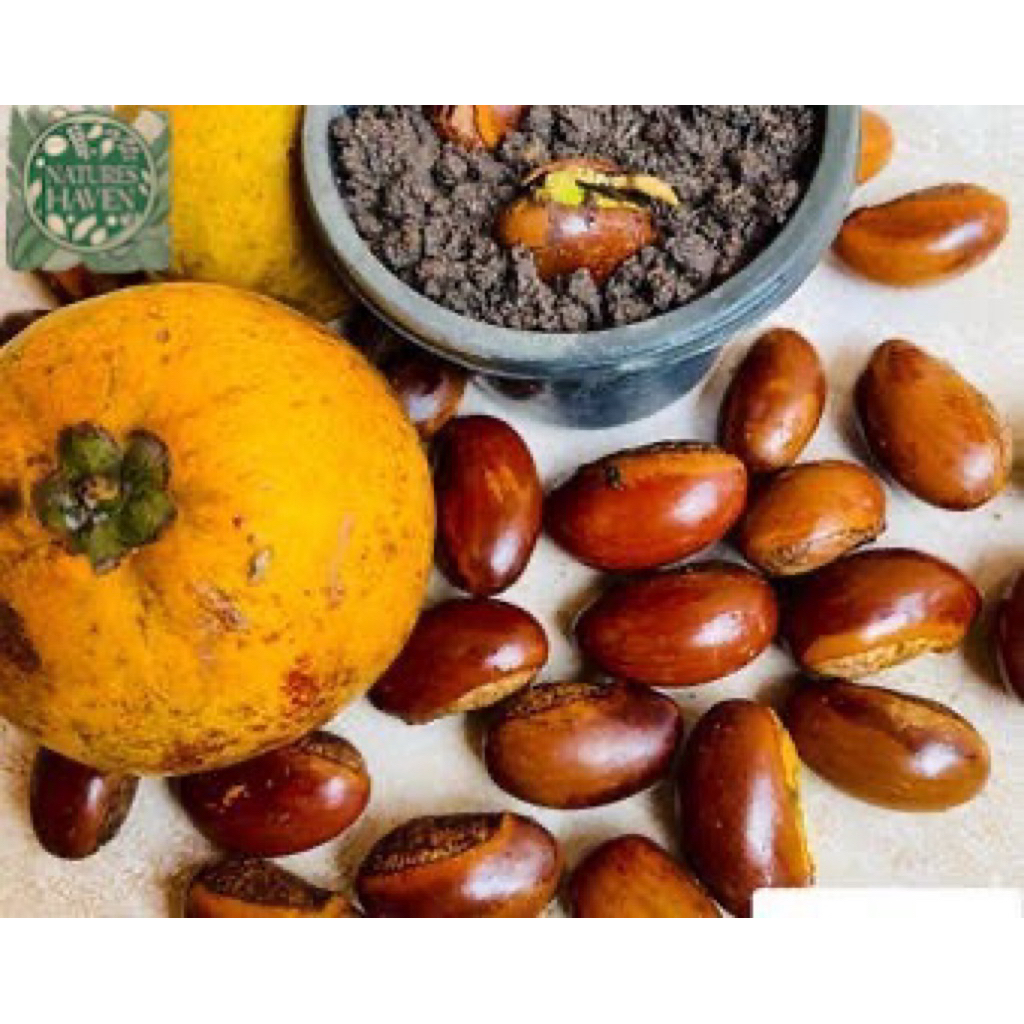 Chesa/Canistel fruit seeds for planting (2 seeds) *new harvest | Shopee ...