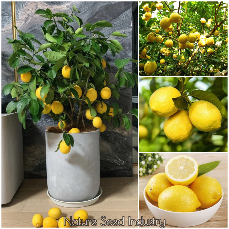 Dwarf Lemon Seeds for Planting (Approximately 20 seeds per pack) Potted Lemon Tree Seeds ...