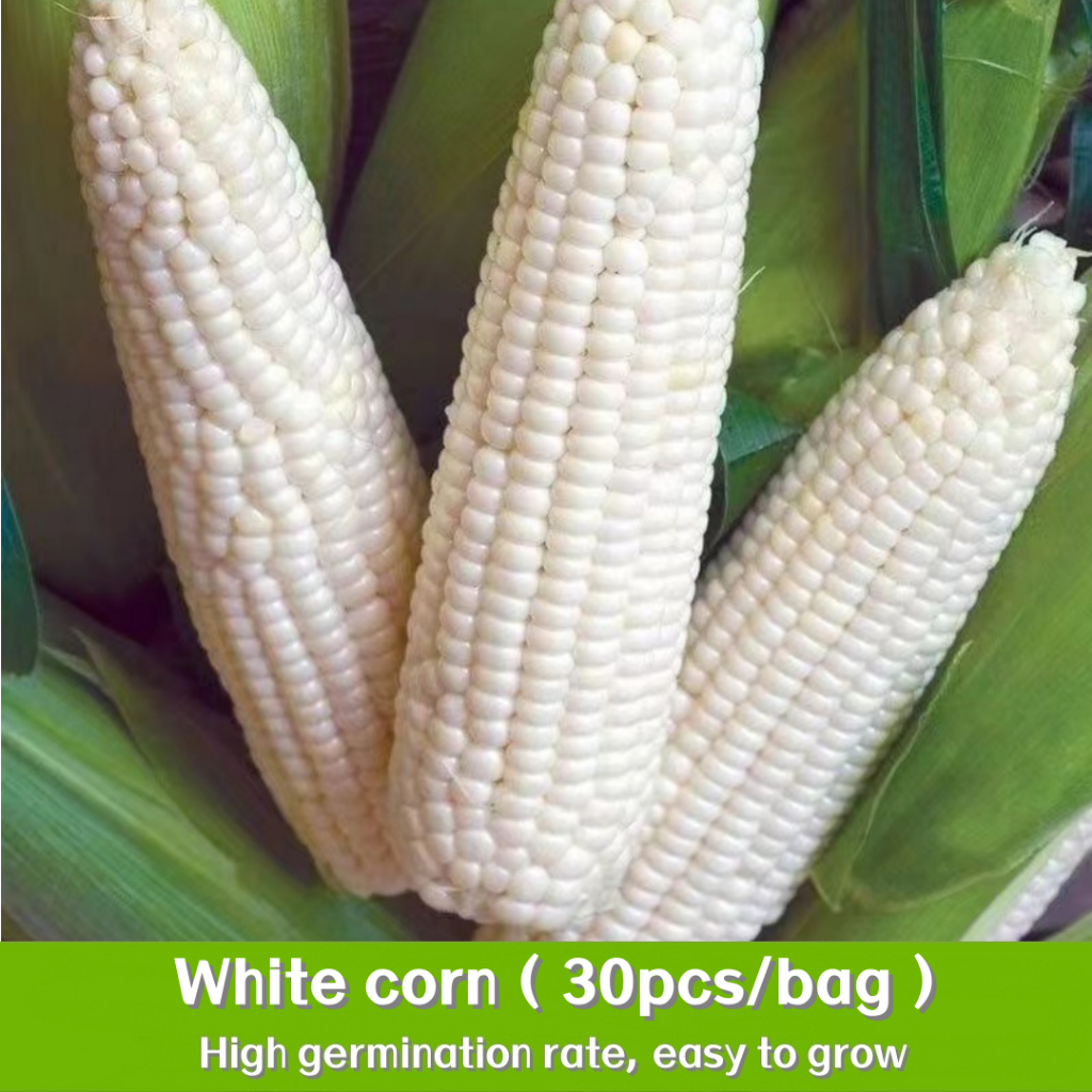 WHITE LAGKITAN CORN - (20seeds) LAGKITAN/EASY TO PLANT | Shopee Philippines