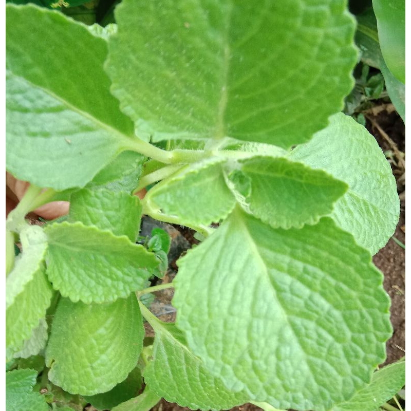 oregano leaves by Celso's farm goods | Shopee Philippines