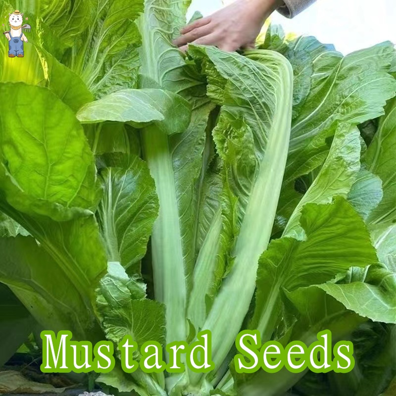 MUSTARD SEEDS - (500seeds/pack) MUSTASA SEEDS | Shopee Philippines