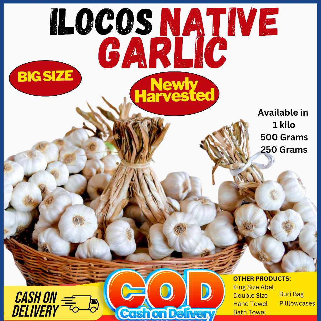 BAWANG ILOCOS NATIVE (Bundled 1kg) Native Garlic Ilocos Garlic Spices ...