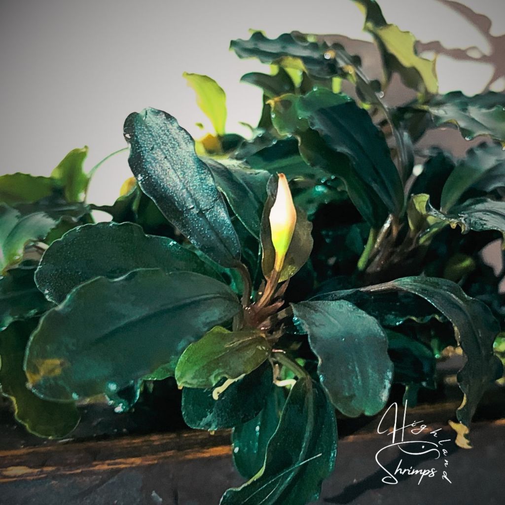 Bucephalandra Ghost Emersed Form | Shopee Philippines