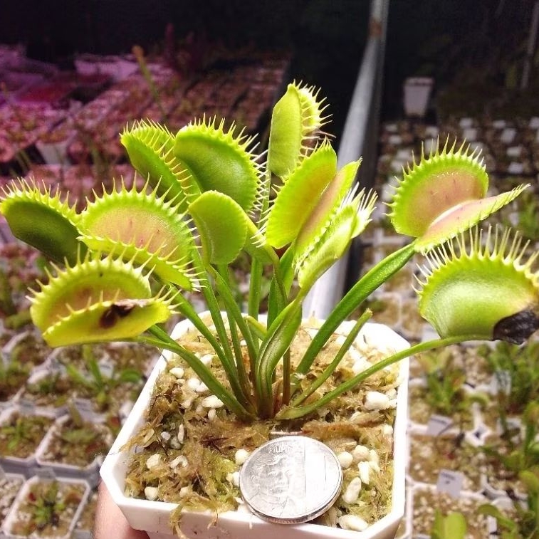 FICO D' INDIA Venus Flytrap ( potted / carnivorous / seeds ) | Shopee Philippines