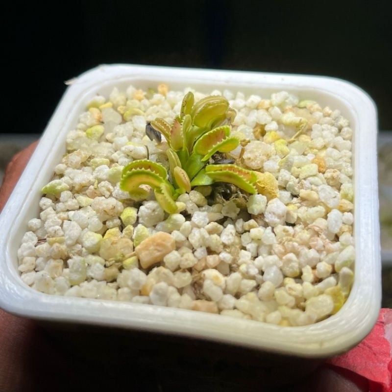 Venus Flytrap GJ GIANT CUDO | Shopee Philippines