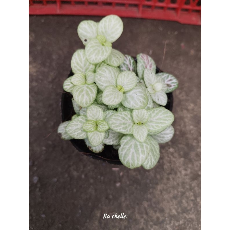 fittonia/nerve plant (bubble lime) | Shopee Philippines