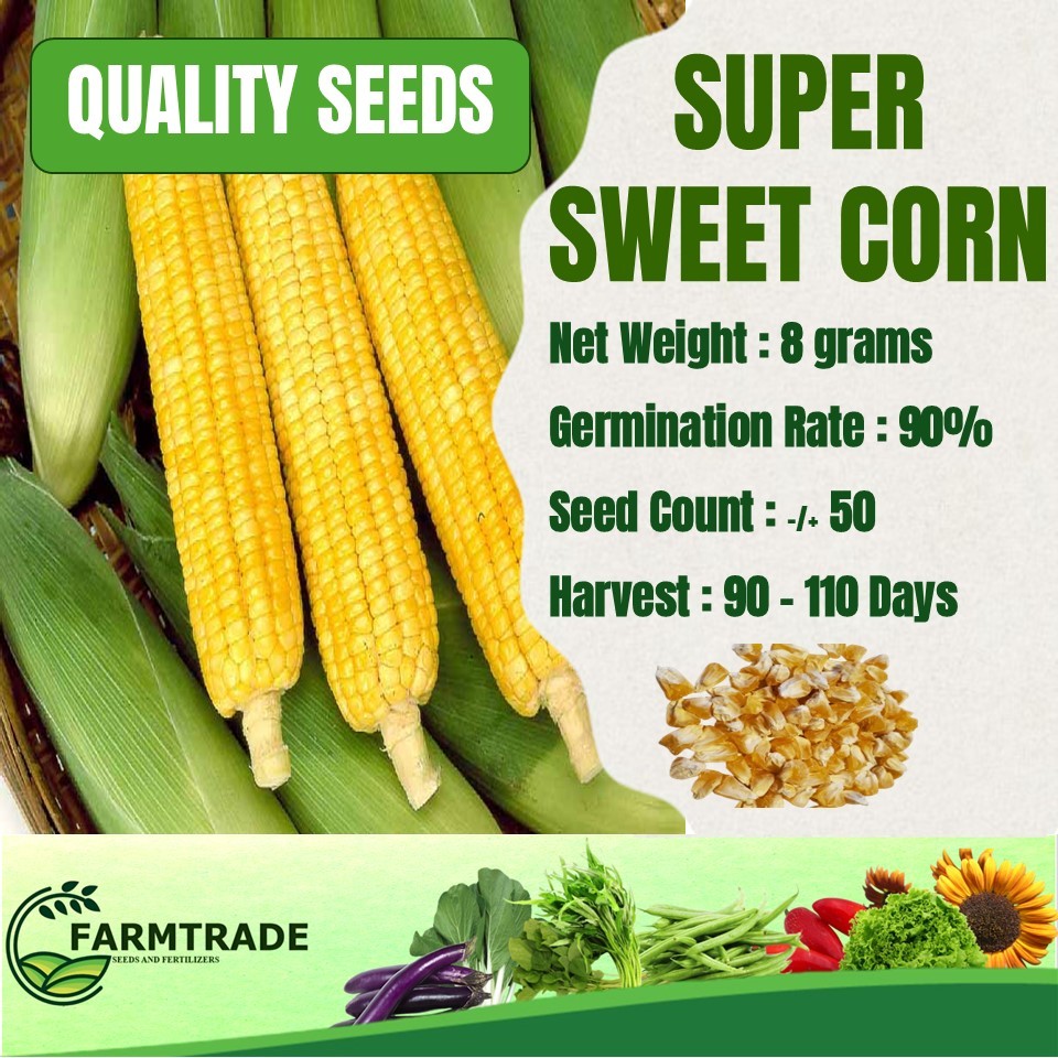 SUPER SWEET CORN SEEDS - ( 50 seeds ) super sweet corn variety | Shopee ...