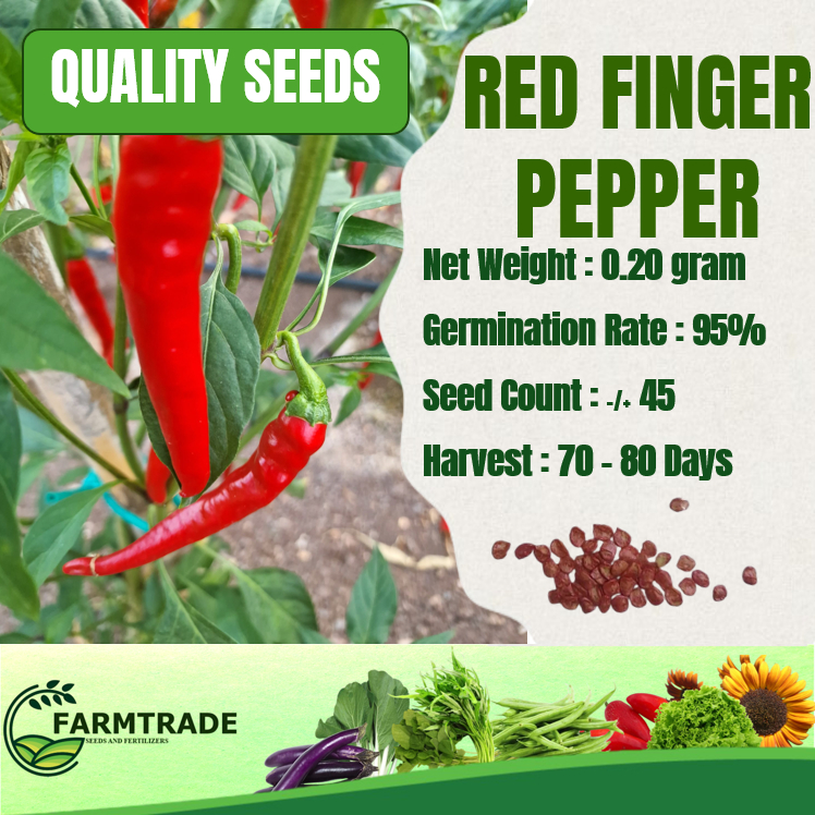 HYBRID HOT PEPPER RED FINGER PEPPER (45 SEEDS) | Shopee Philippines