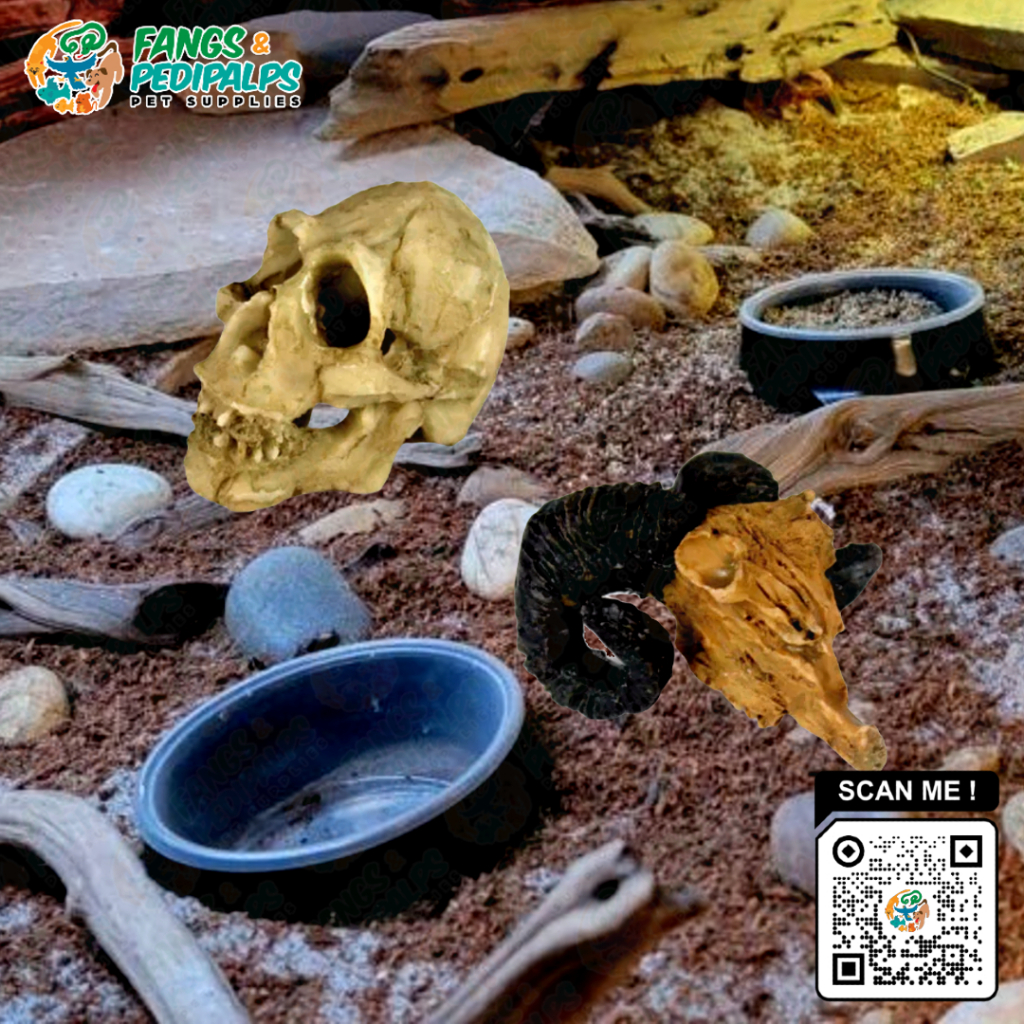 Small Skull Resin Hide | Aquarium Decoration | Tarantula & Scorpion ...