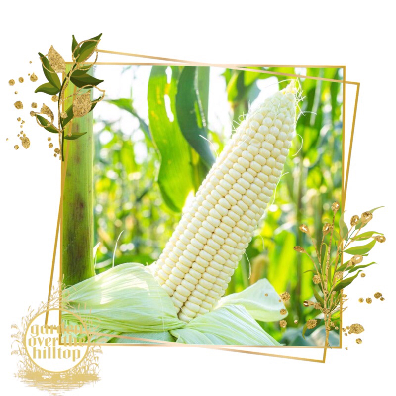 mais diket white waxy corn malagkit lagkitan seeds (50+ seeds) | Shopee ...