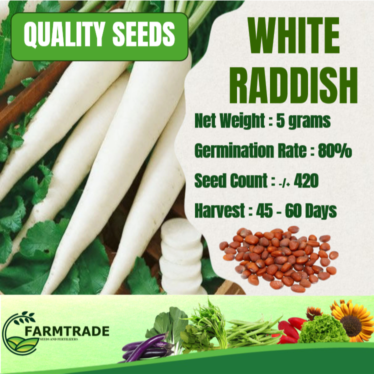 SNOW WHITE RADISH VEGETABLE SEEDS (420seeds) | Shopee Philippines