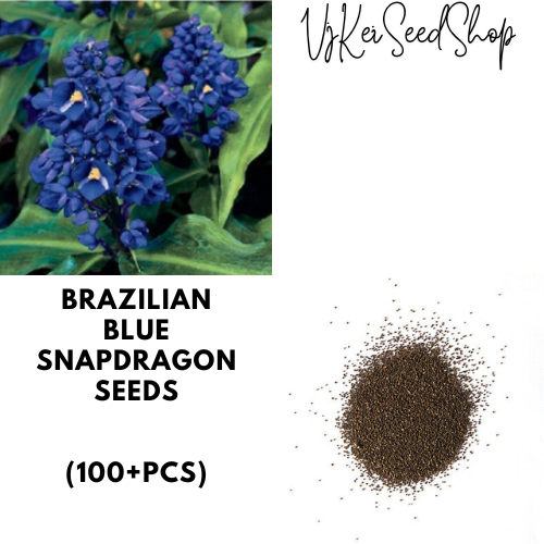 Snapdragon Brazilian Blue Seeds (approx: 100pcs) | Shopee Philippines