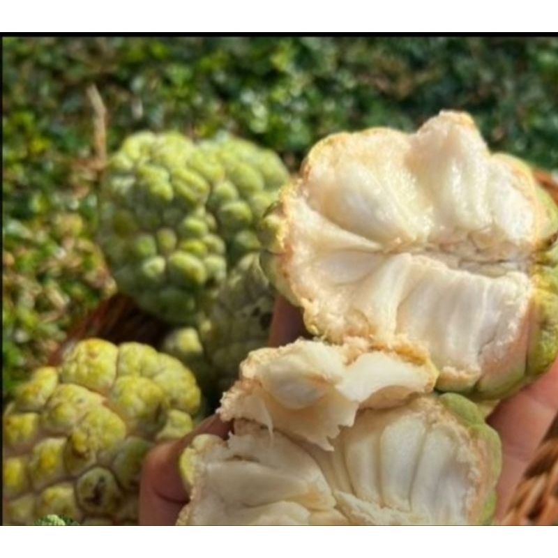 Giant Mamoth Atis/live plant | Shopee Philippines