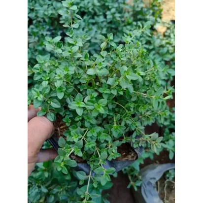 Thyme (Herb Plant) - Free pot and white pebbles | Shopee Philippines