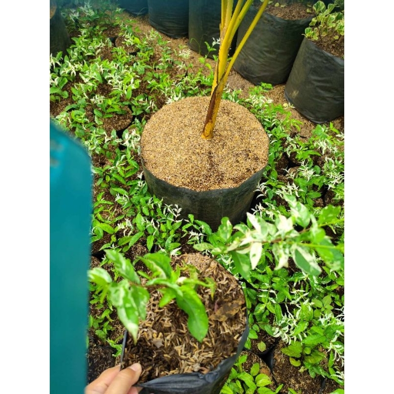 SUAMEI VARIGATED WATER JASMINE PLANTS | Shopee Philippines