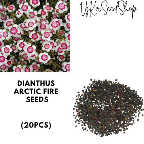Dianthus Arctic Fire Seeds (20pcs) | Shopee Philippines
