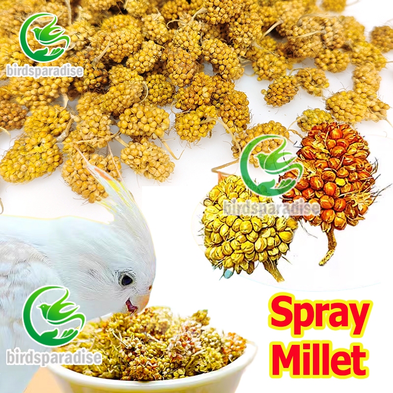 Spray Millet Balls for bird Baby Bird seed Food with Shells for ...